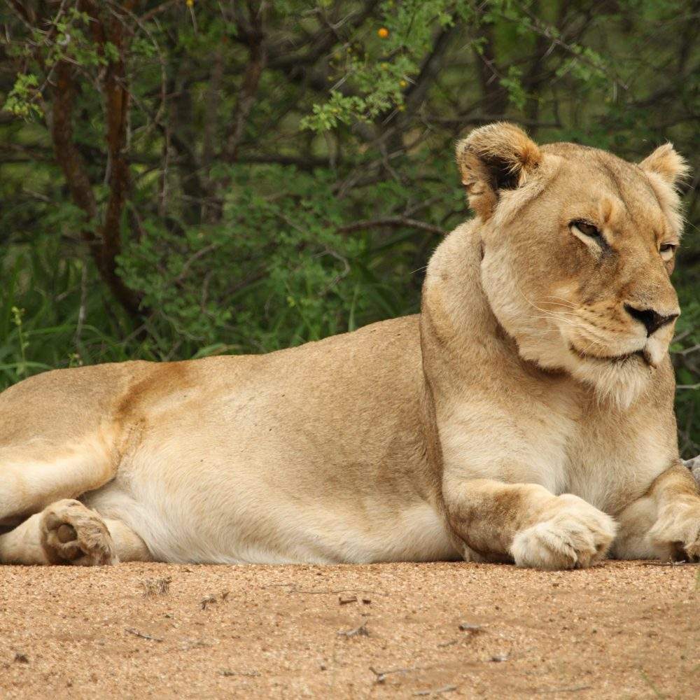 Cleopatra - Global White Lion Protection Trust
