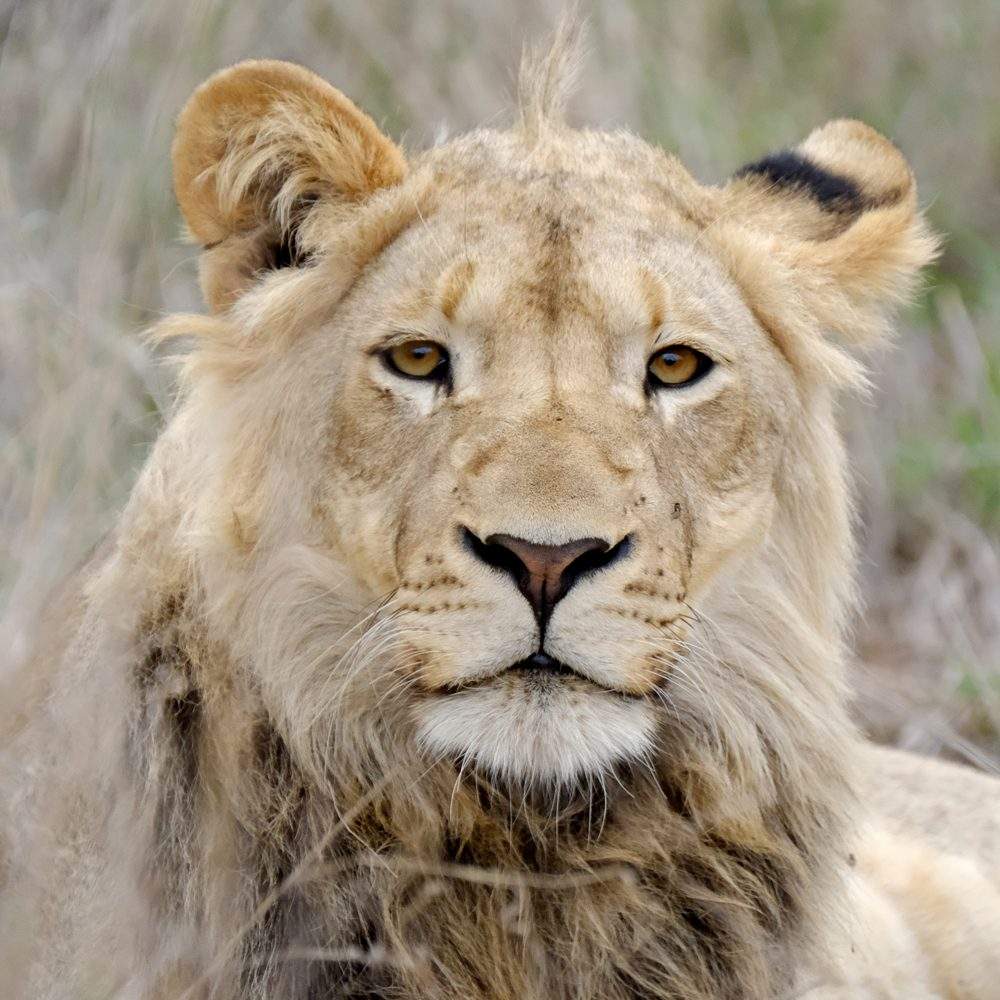 Ingwavuma II - Global White Lion Protection Trust