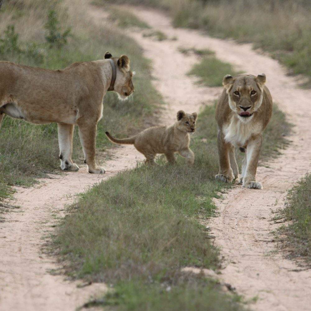 Ingwavuma II - Global White Lion Protection Trust