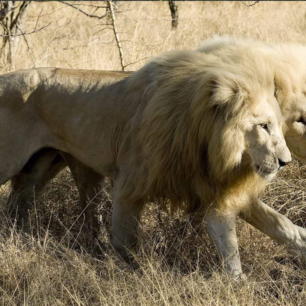 Matsieng - Global White Lion Protection Trust
