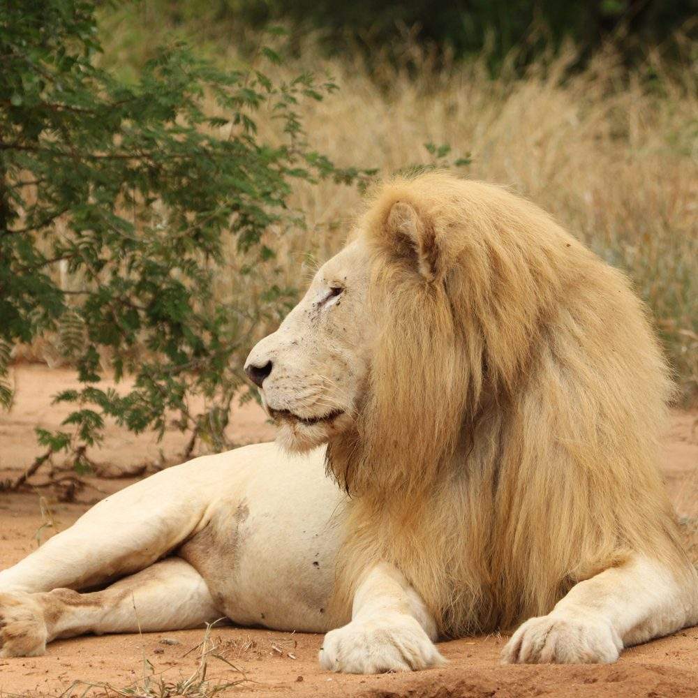 Matsieng - Global White Lion Protection Trust