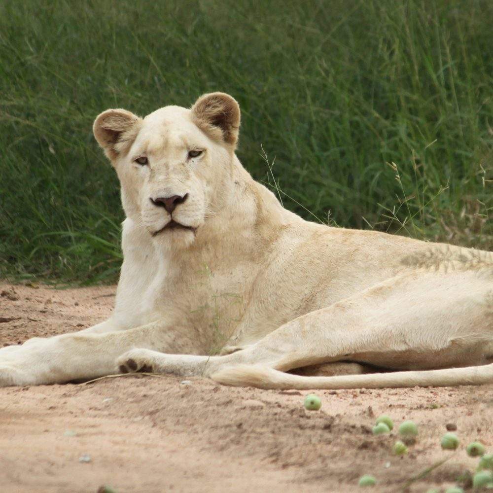Nebu - Global White Lion Protection Trust