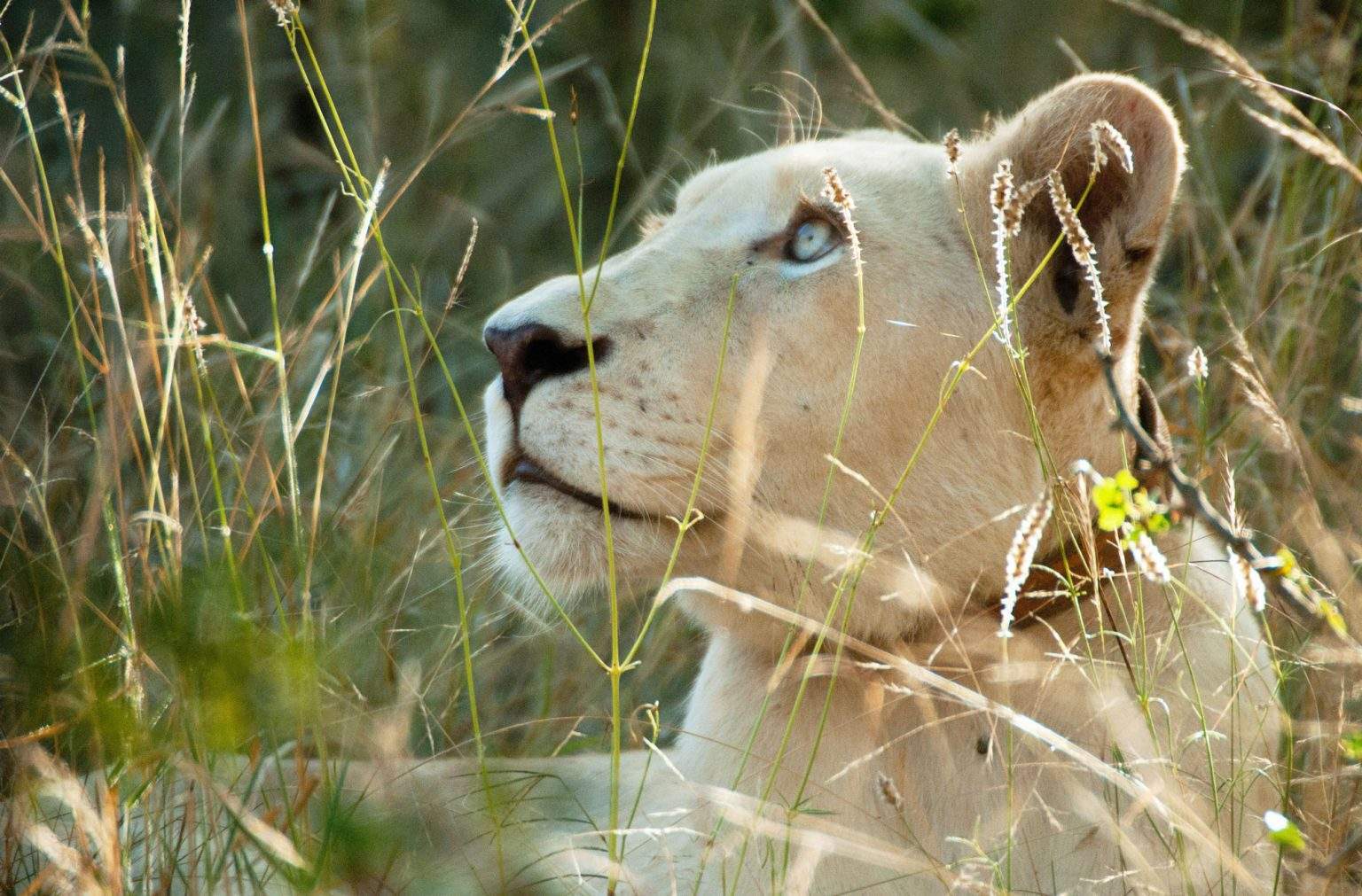 White Lion Key Facts - Global White Lion Protection Trust