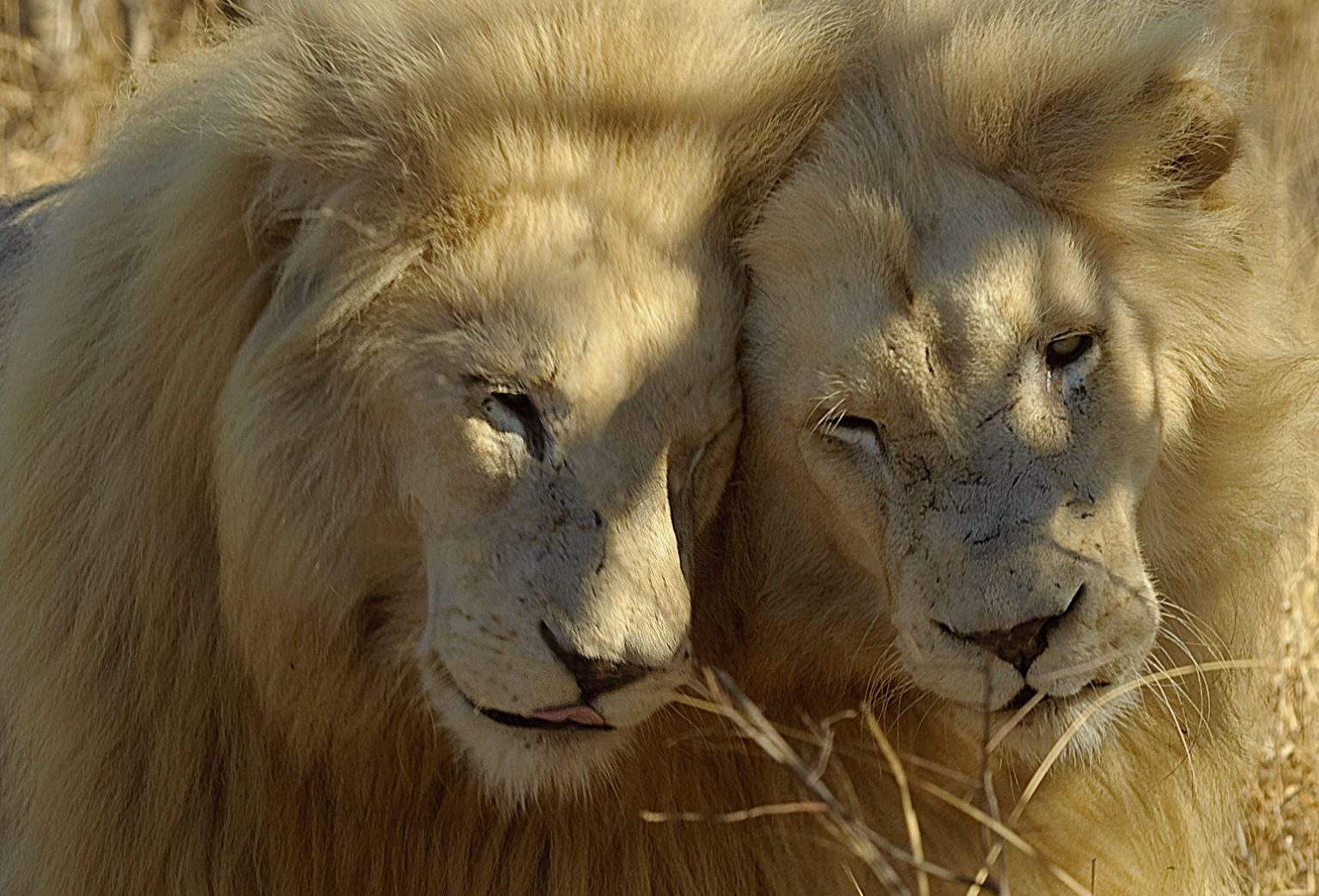 White Lion Key Facts - Global White Lion Protection Trust
