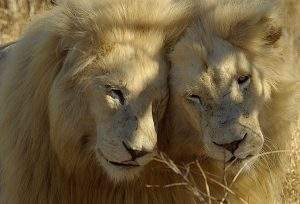 White Lion Key Facts - Global White Lion Protection Trust