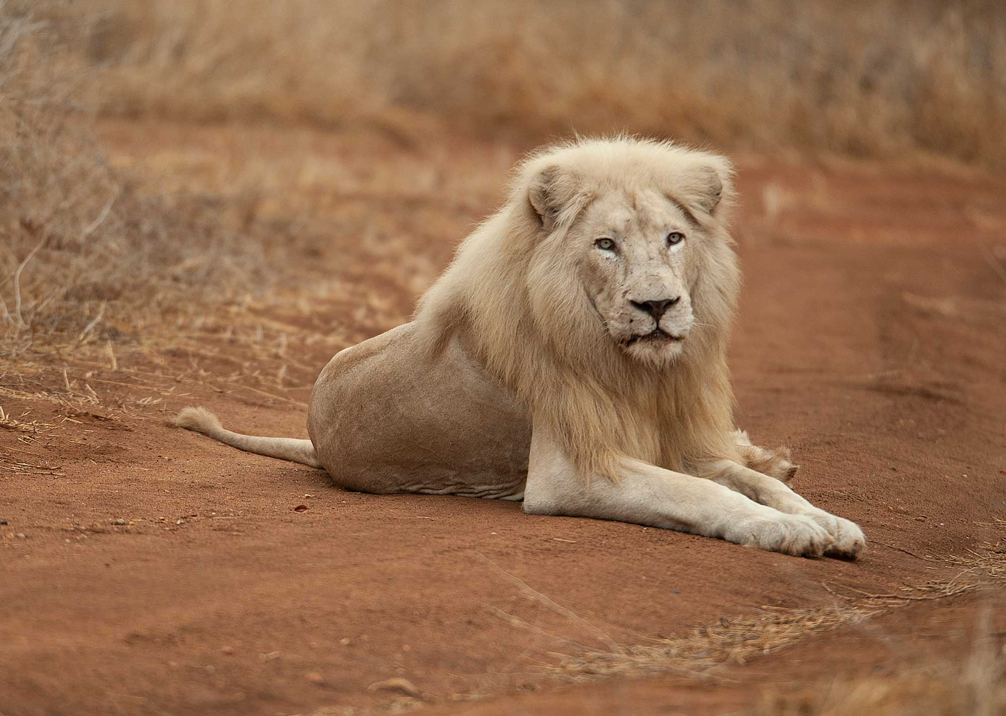Global White Lion Protection Trust | Saving the White Lions
