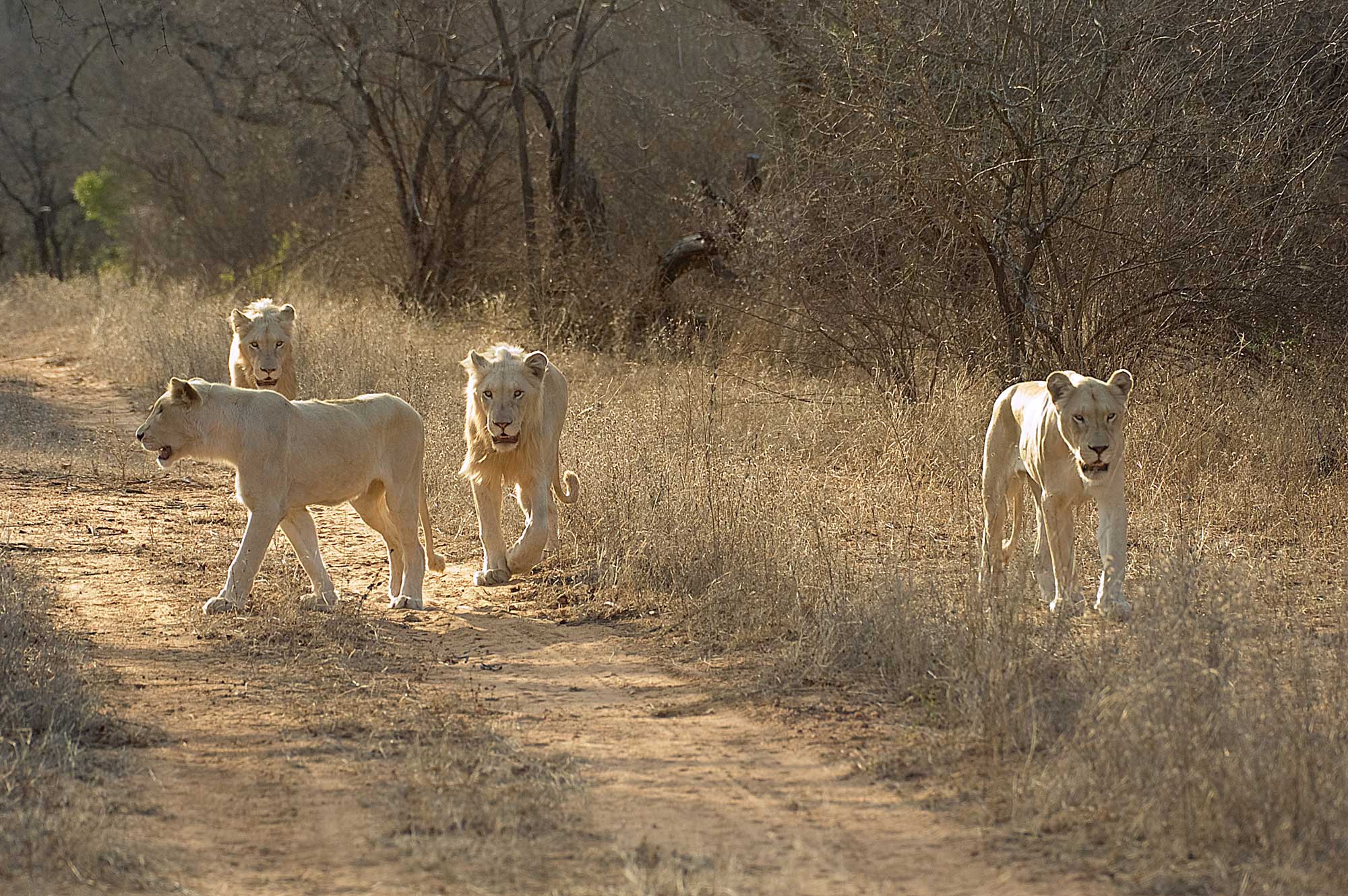 Global White Lion Protection Trust | Saving the White Lions