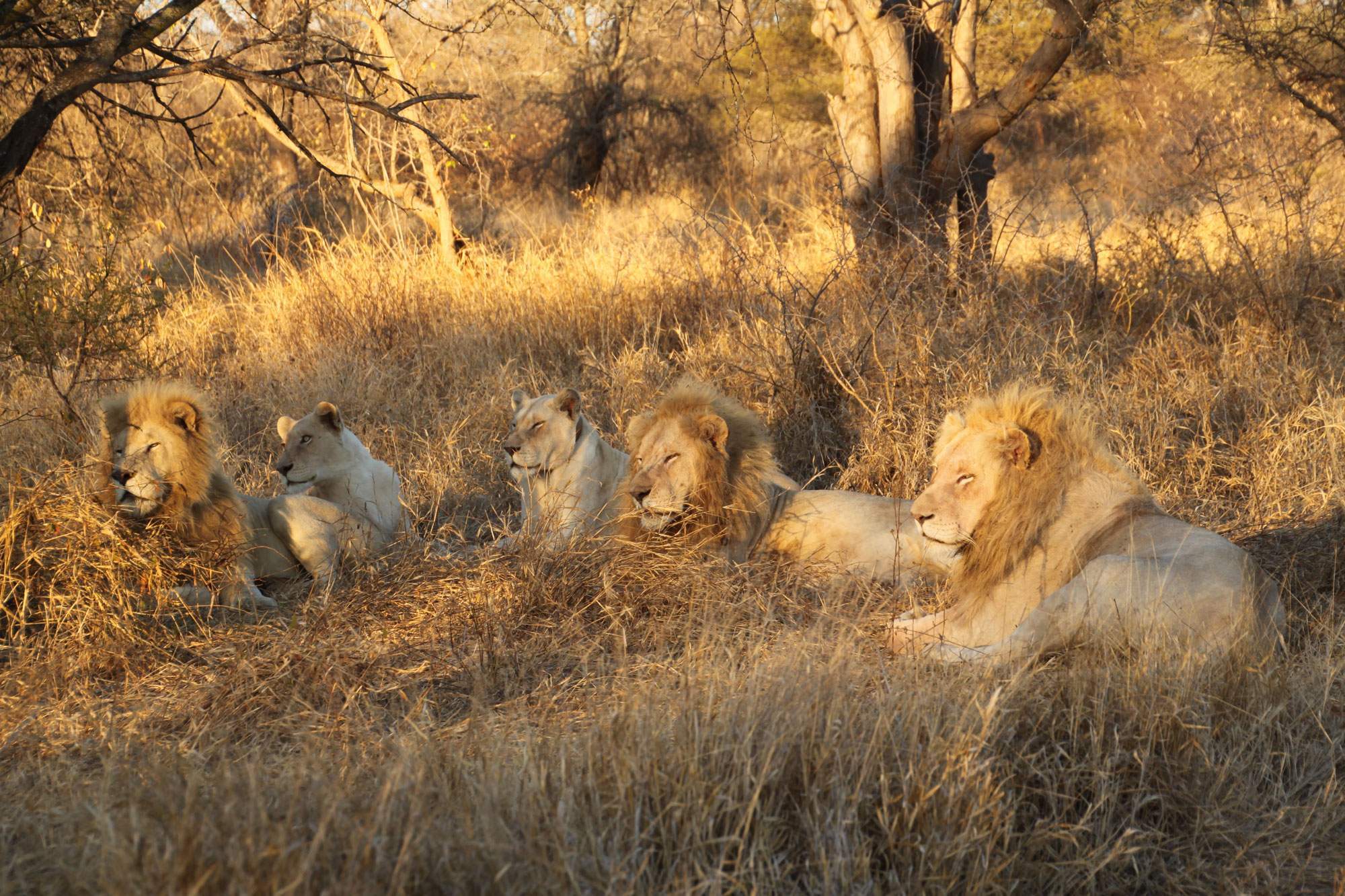 White Lion Key Facts - Global White Lion Protection Trust