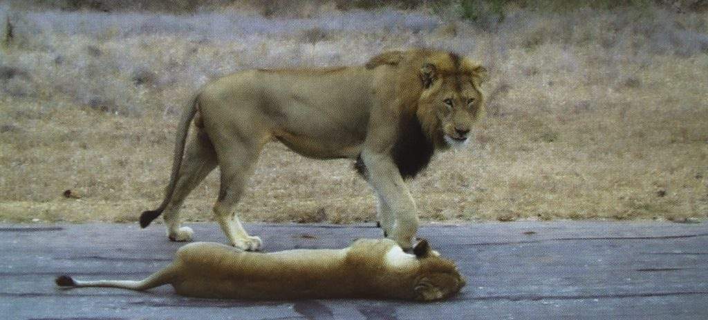 Ingwavuma: StarLion on Earth - Global White Lion Protection Trust